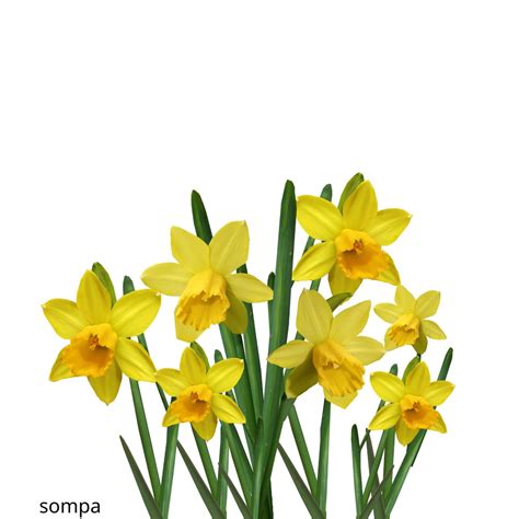 Jamila Khatun Social Media Manager Social Media Agency Xing