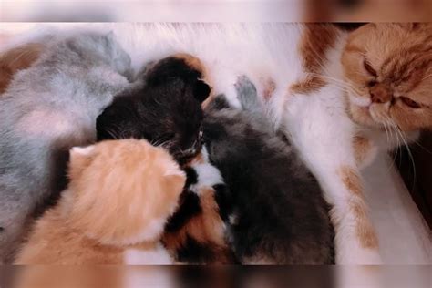 小猫咪让猫妈身心俱疲一刻不敢放松看到我来看它还大声的呼噜 我是Vlogger 萌宠大联盟 Vlogger 猫妈
