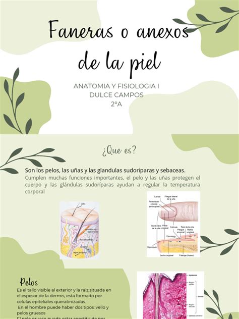 Anexos De La Piel Pdf