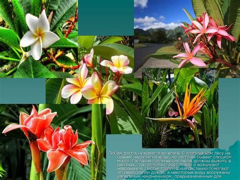 Тропические растения презентация онлайн
