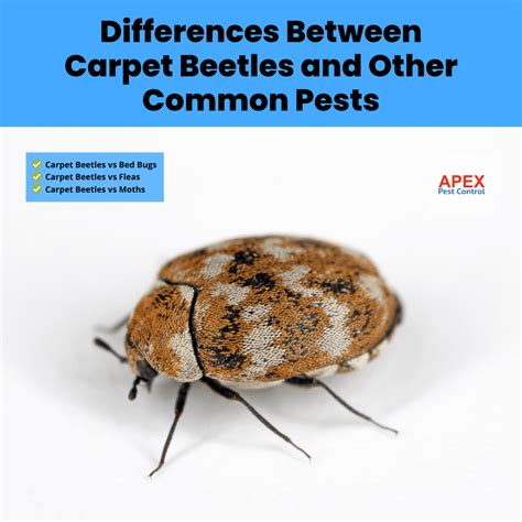 Signs Of Carpet Beetles Infestations And Prevention Tips