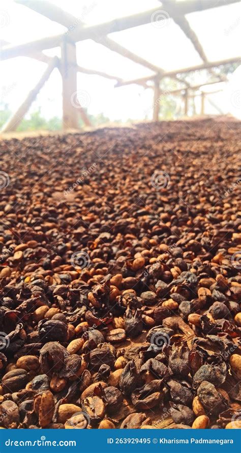 Coffee Beans Process Stock Image Image Of Farming Black