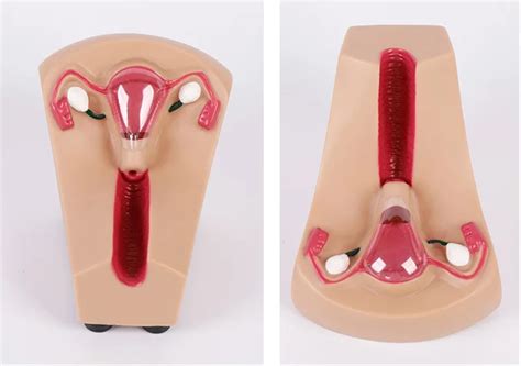 Female Contraceptive Guidance Training Model Yljsb4