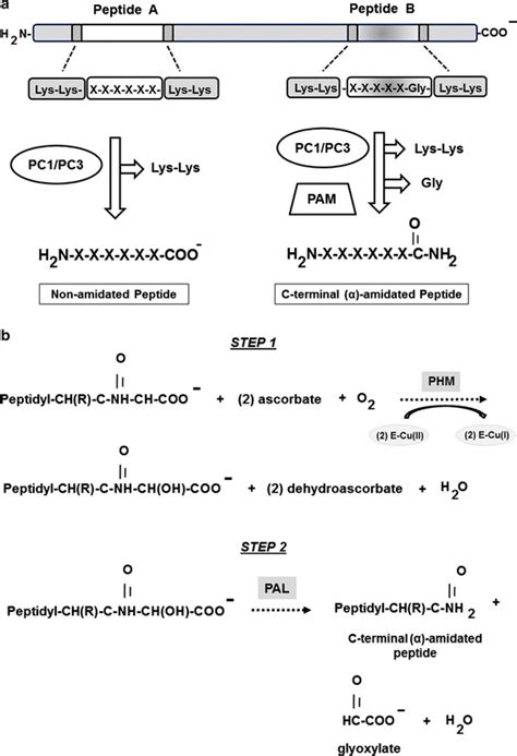Schematic Representation Of The α Amidation Process In Cells The Download Scientific Diagram