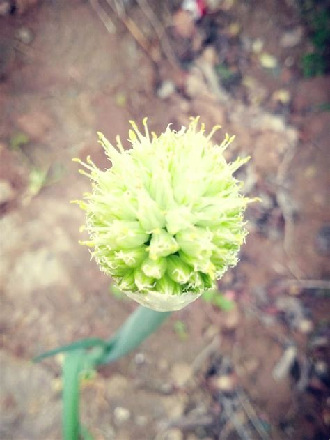 一根葱书生号贺 站酷zcool