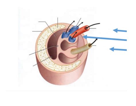 Spermatic Cord Diagram Quizlet
