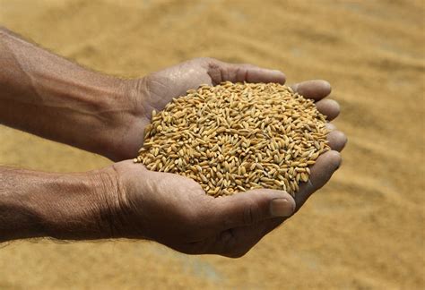 India Uae Ban Rice Export Possible Fallout On Markets