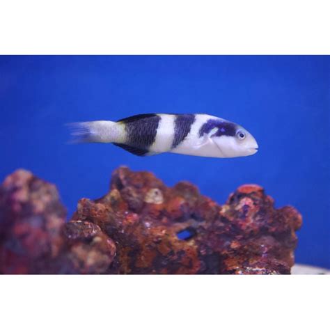 Jensens Wrasse Thalassoma Jansenii Aquarium Beauties