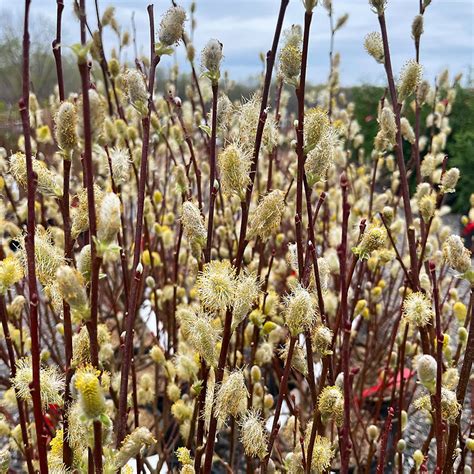 Pussy Willow Trees For Sale Online The Tree Center