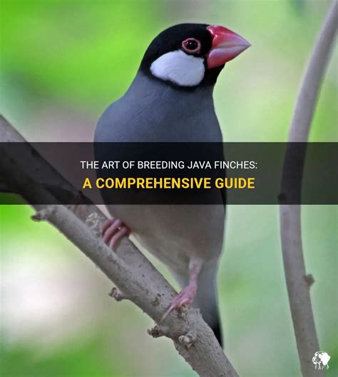 The Art Of Breeding Java Finches A Comprehensive Guide Petshun