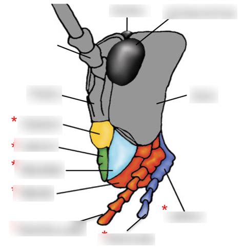 Labeled Grasshopper Head