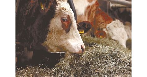 Време е за есенен преглед на личното стопанство от животни и птици Български Фермер