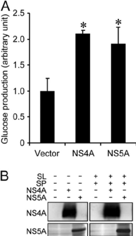 Schematic Representation Of The Hcv Dysregulated Hepatic Download