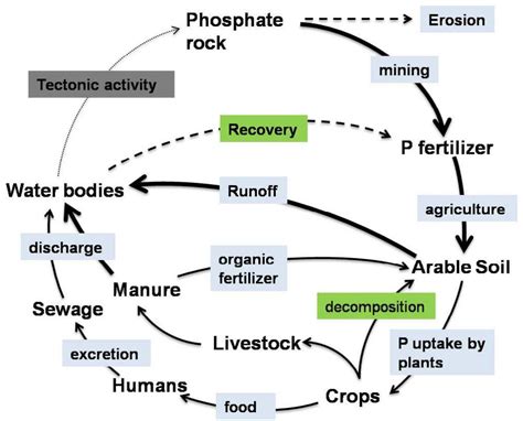 Schematic Diagram Of The Phosphorus Cycle Phosphorus Is