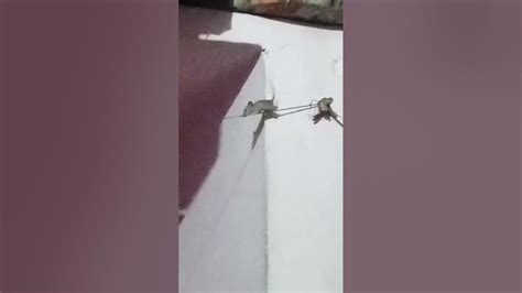 😄🫡trending Viralvideo Youtubeshorts Funny Song Mouse Chuha 😄😄