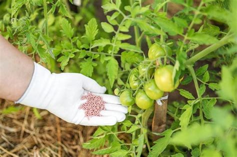 Benefits Of Tomato Homemade Fertilizer For Your Tomato Plants