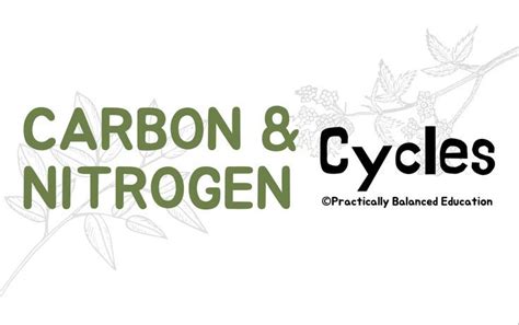 Carbon Cycle And Nitrogen Cycle Notes Carbon Cycle Nitrogen Cycle