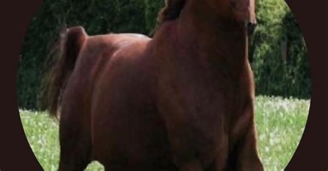 Honse Album On Imgur