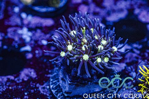 black star polyps wysiwyg queen city corals