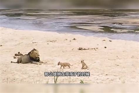 雄狮第一次见到宝宝，一副花痴的样子，雄狮：本王的儿子太帅了吧雄狮样子太帅