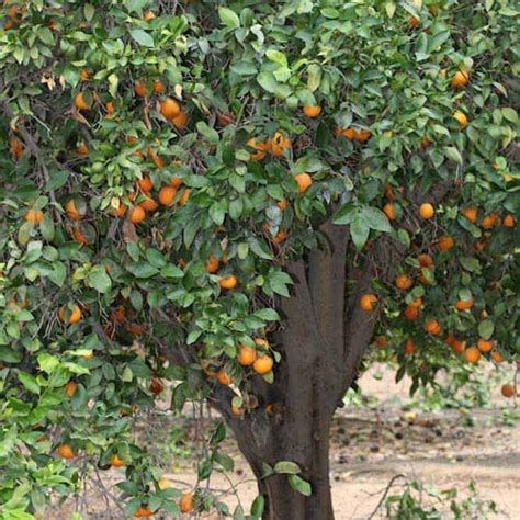 Mandarin Pixie Fruit Tree Buy Now Ladybird Nursery