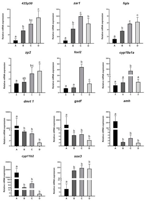 Preliminary Trial Of Male To Female Sex Reversal By 17β Estradiol In