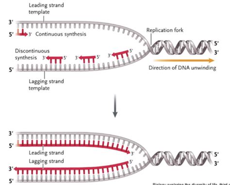 Dna And Its Role In Heredity Chapter Flashcards Quizlet