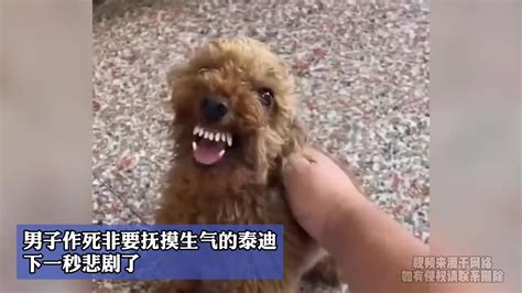男子作死非要抚摸生气的泰迪，下一秒悲剧了