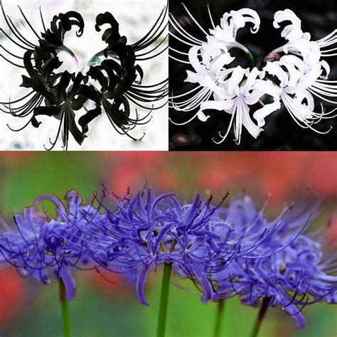 5pcs Bulbs Lycoris Radiata Spider Lily Bulb Seeds Home Flower Seeds