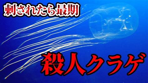 猛毒クラゲ絶対に触るな！刺されたら最期、数分で絶命してしまうキロネックス・フレッケリの恐怖【ゆっくり解説】 Youtube