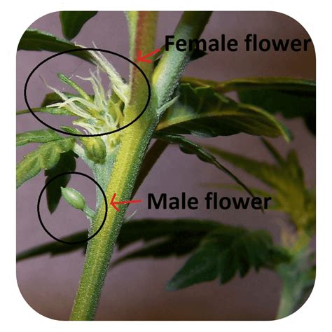 Hermaphrodite 💬 Green Cultured