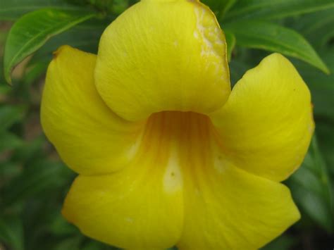 Populer 36 Bunga Loceng