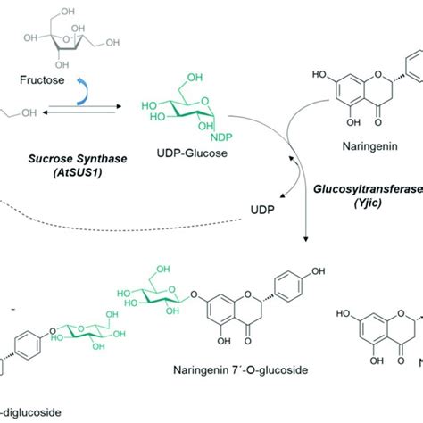 Synthesis Of Naringenin Glycosylated Flavonoids By Multi Enzymatic