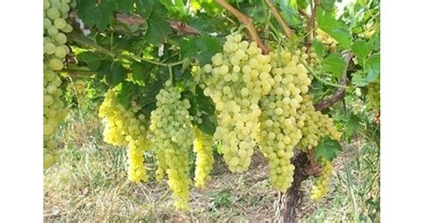 От 17 май започва прием по кризисната мярка за лозарите „Събиране на реколтата на зелено