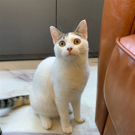 평택고양이무료분양 신평동고양이무료분양 평택코리안숏헤어무료분양 신평동코리안숏헤어무료분양 평택 2022 0042 코리안숏헤어 봄이 책임분양 강아지배변훈련 도그마루 홈스쿨