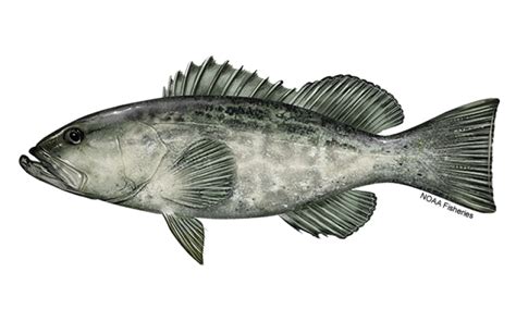 Black Sea Bass Landings On Rise In Ri National Fisherman