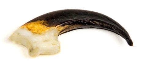 Peregrine Falcon Talon Replica