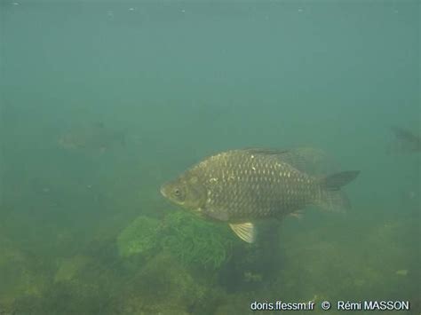 Carassius Spp Doris