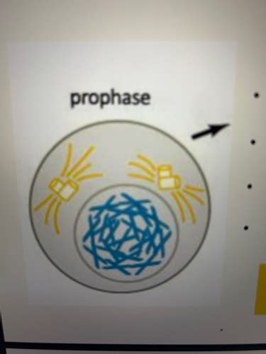 Cell Cycle Flashcards Quizlet
