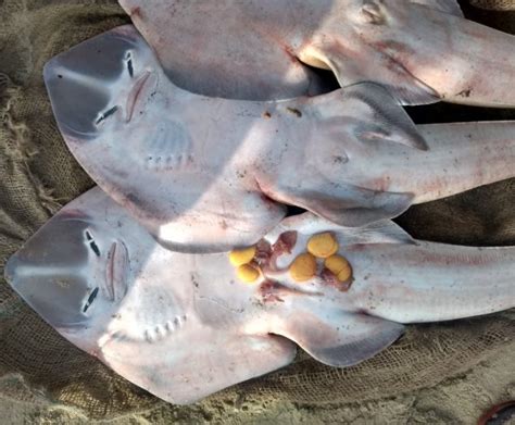 Elasmobranch Sharks And Rays Biology And Fisheries Monitoring Dakshin
