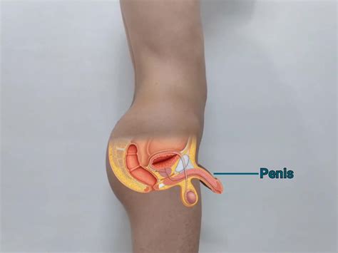 Real Male Anatomy Tutorial Anatomy Of Nude Man Body Danieltp Nudity Sexually And