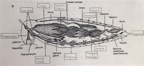 Grasshopper Lab Muriels Bio 11 E Portfolio