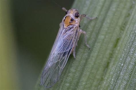 Planthopper Bugguidenet