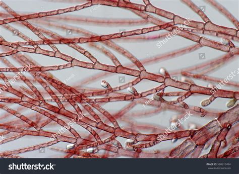 Red Algae Microscope Ocean Under The Microscope The Scientist