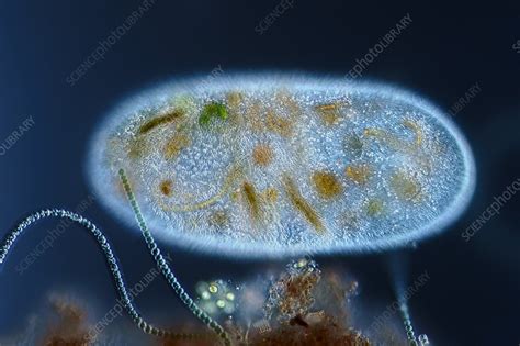 Frontonia Protist Light Micrograph Stock Image C0511199 Science