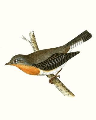 Bird Posters For Sale Fine Art America