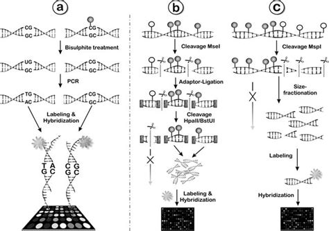 A C Microarray Strategies For Methylation Profiling A Typical Download Scientific Diagram