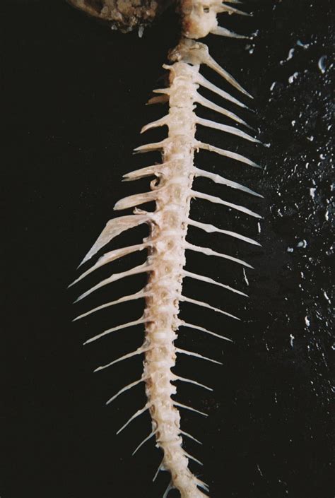 Body Object Taxonomy Various Editorials