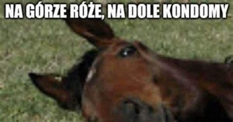 Kon Zwalony XD