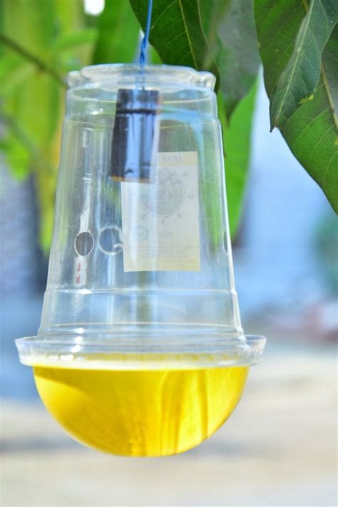 Bactrocera Species Round Ipm Fruit Fly Pheromone Trap Easy Fruit Fly